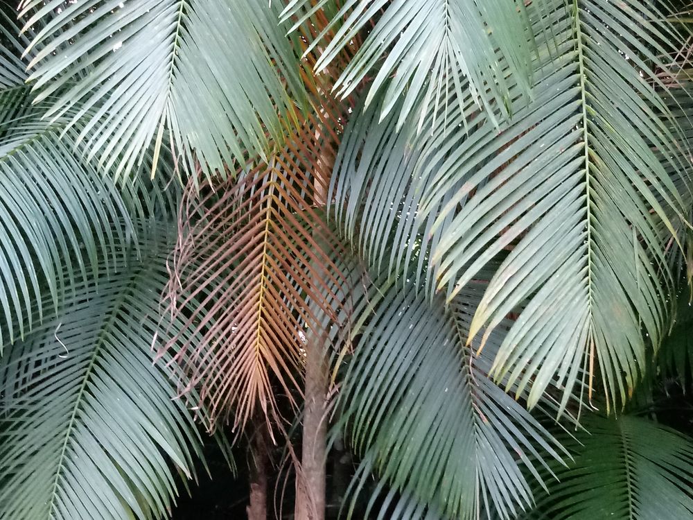 Feather palms | Smithsonian Photo Contest | Smithsonian Magazine