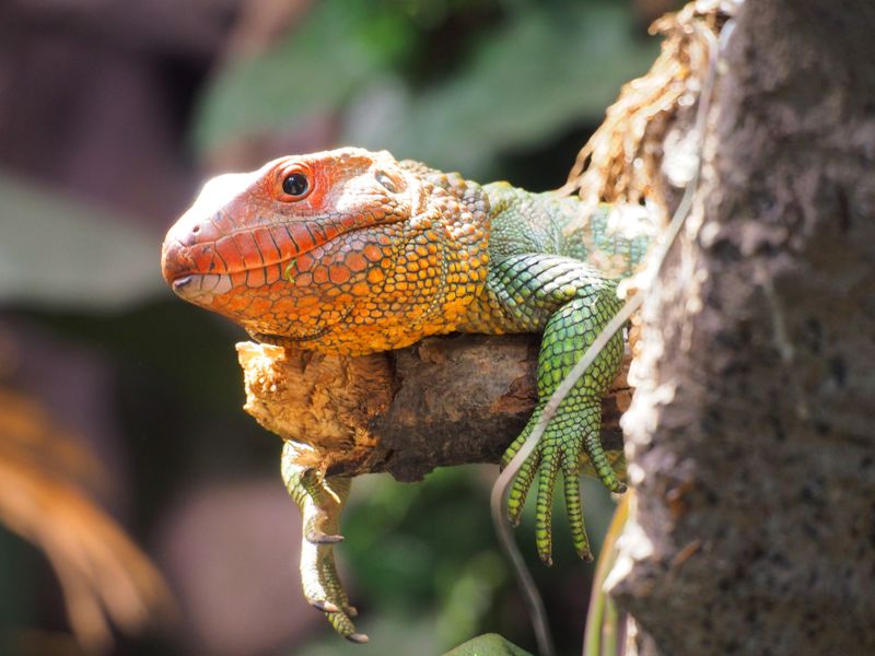Colorful Lizard | Smithsonian Photo Contest | Smithsonian Magazine