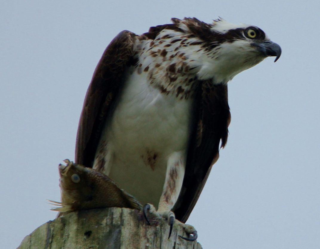 OSPREY DEFENDING ITS CATCH | Smithsonian Photo Contest | Smithsonian ...