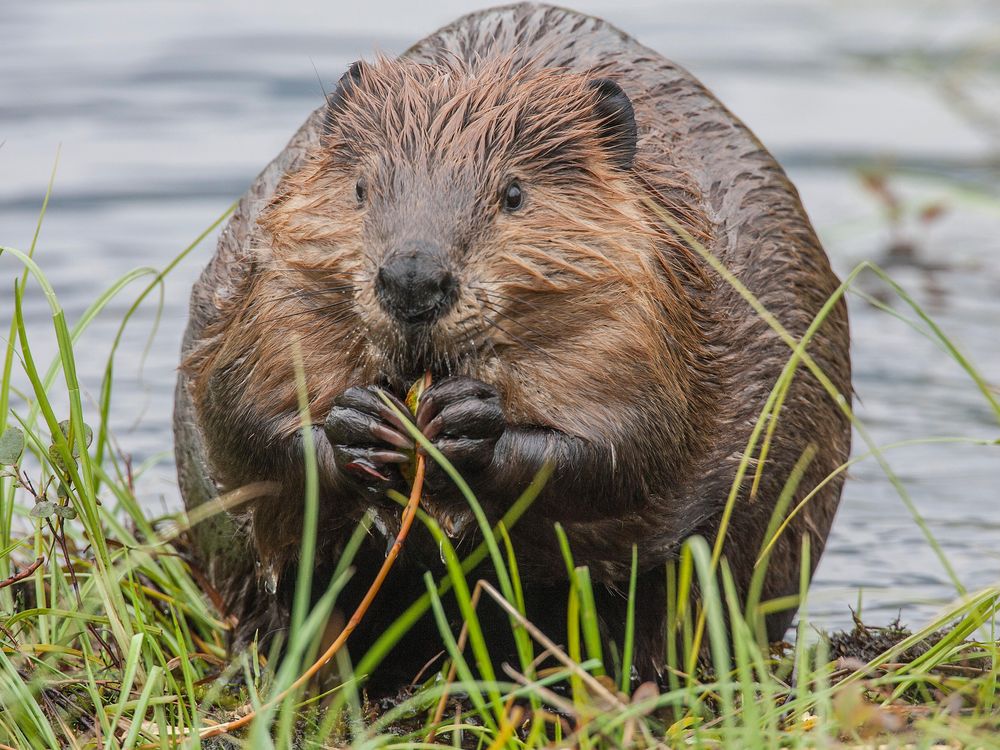 Beavers Once Parachuted into Idaho’s Backcountry