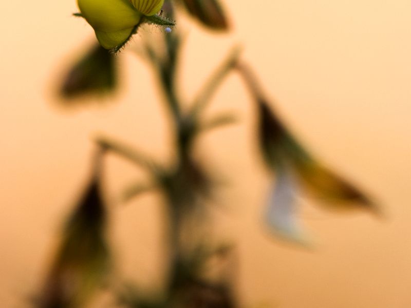 flower -look like Human body | Smithsonian Photo Contest | Smithsonian ...