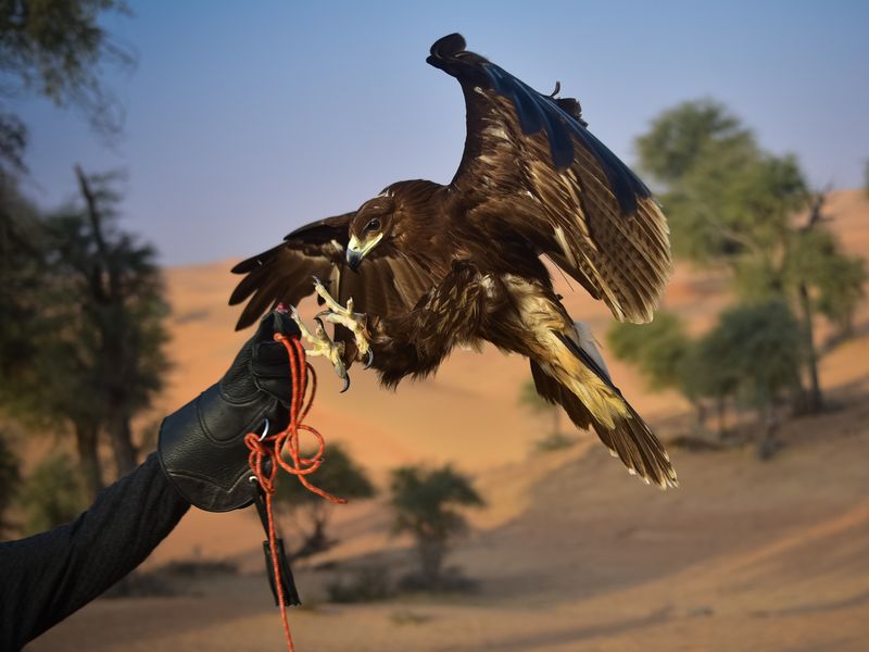 Greater Spotted Eagle, Dubai | Smithsonian Photo Contest | Smithsonian ...