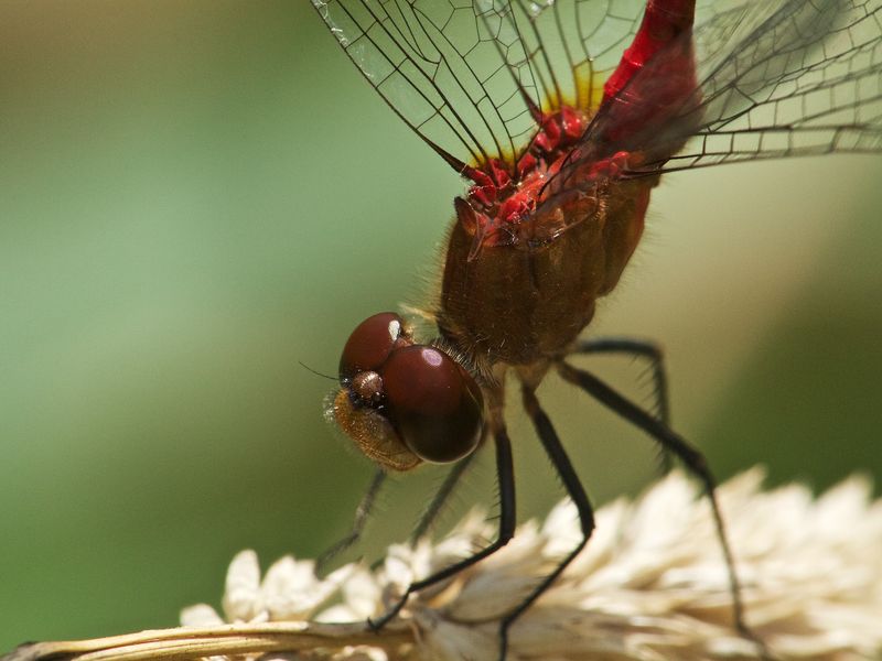 Fuzzy face dragonfly | Smithsonian Photo Contest | Smithsonian Magazine
