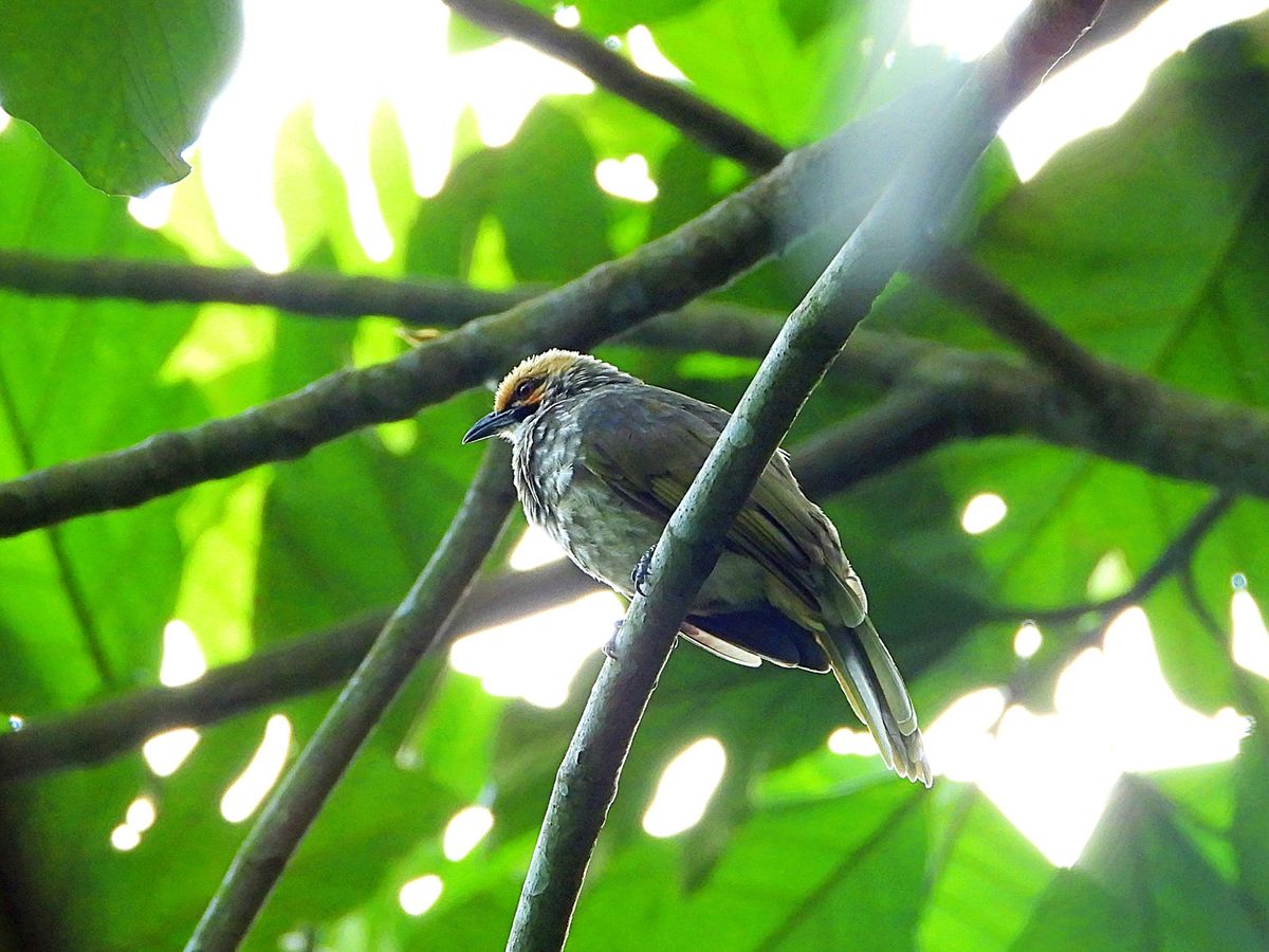 Bulbul Bird Characteristics - Infoupdate.org