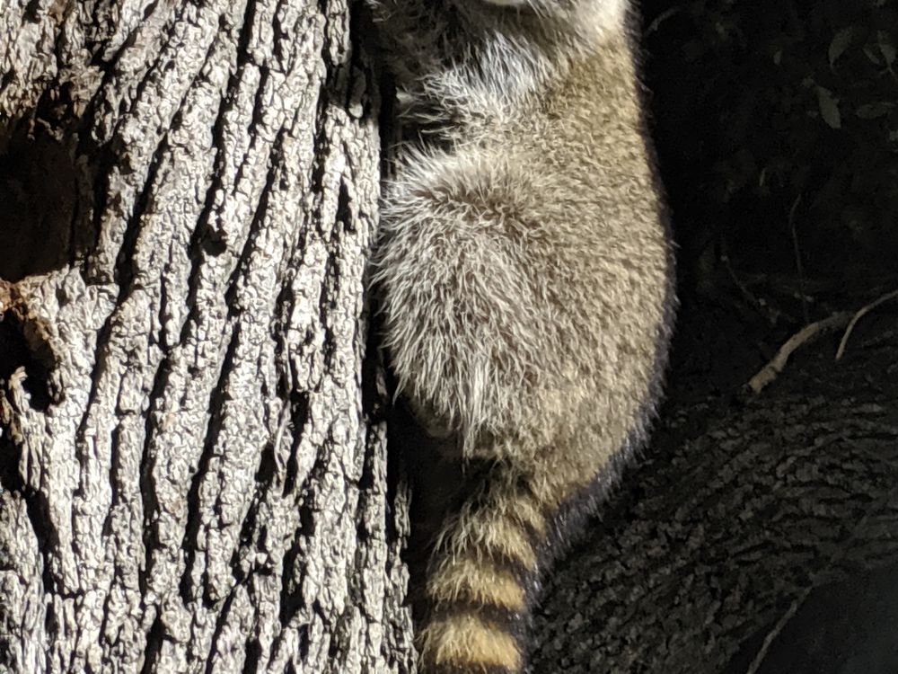 Robin the Raccoon | Smithsonian Photo Contest | Smithsonian Magazine