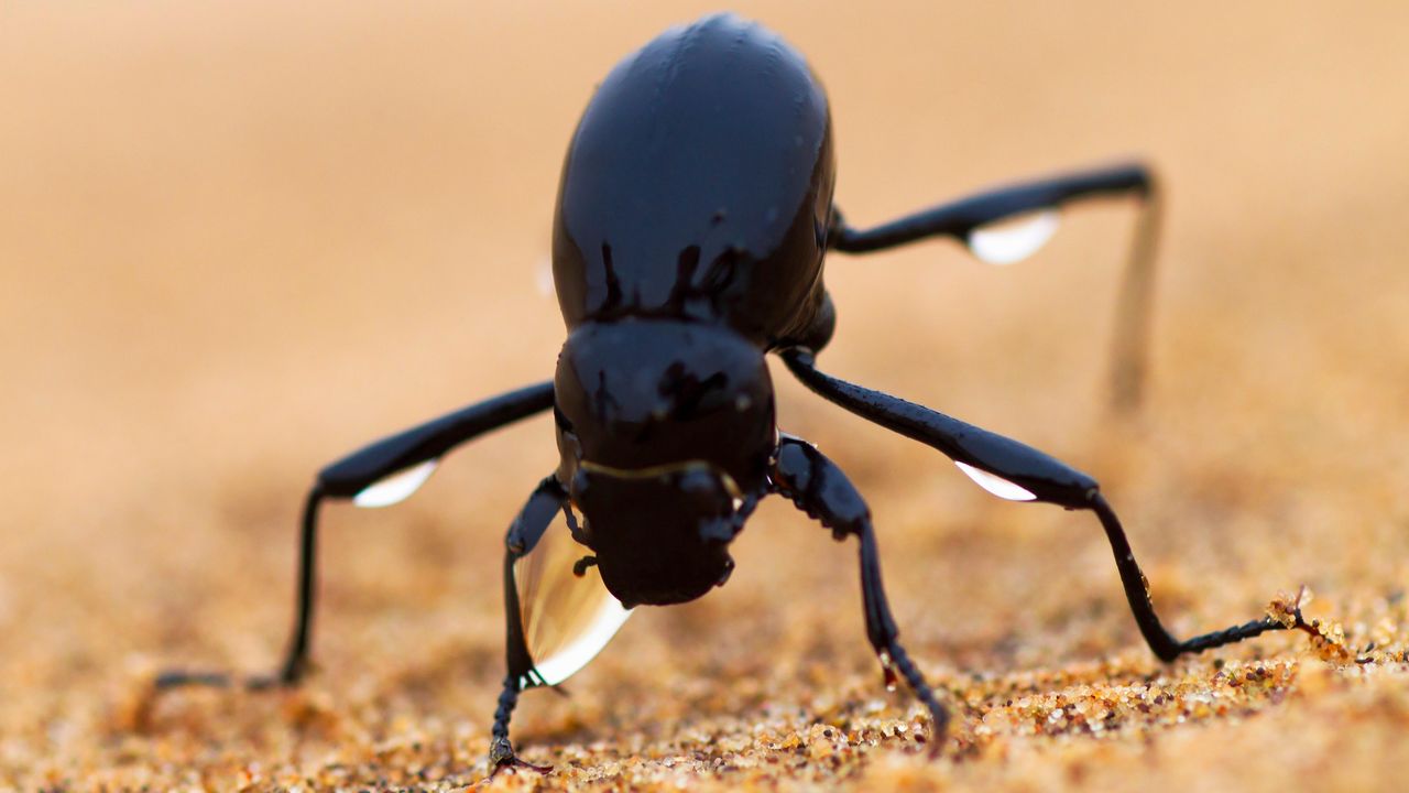 what do beetles drink