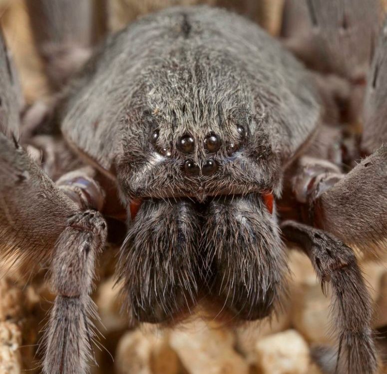 Huge New Spider Species Discovered in Mexican Cave