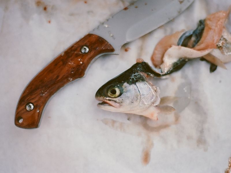 Fillet-o-fish | Smithsonian Photo Contest | Smithsonian Magazine