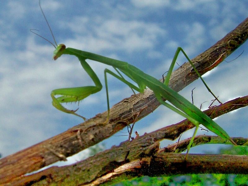 Praying Mantis From Above | Smithsonian Photo Contest | Smithsonian ...