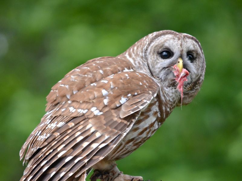 Beautiful owl enjoying meals | Smithsonian Photo Contest | Smithsonian ...