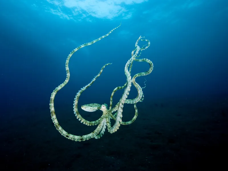 Mimic Octopus, Thaumoctopus mimicus | Smithsonian Photo Contest ...