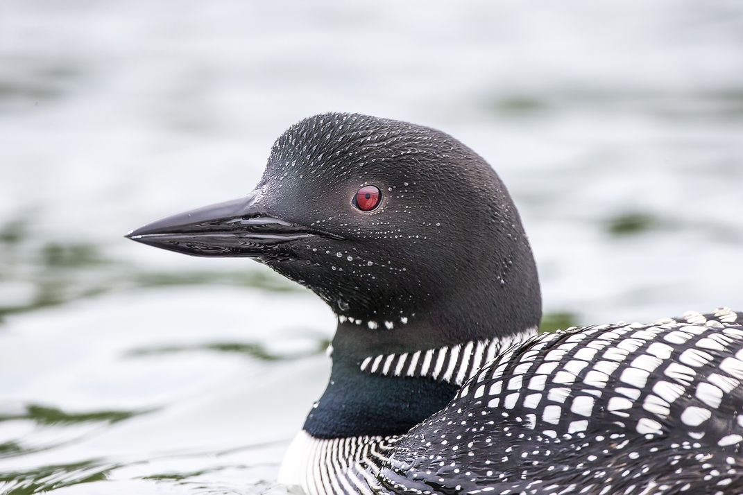 Loon Portrait In Lake Belle Taine | Smithsonian Photo Contest ...