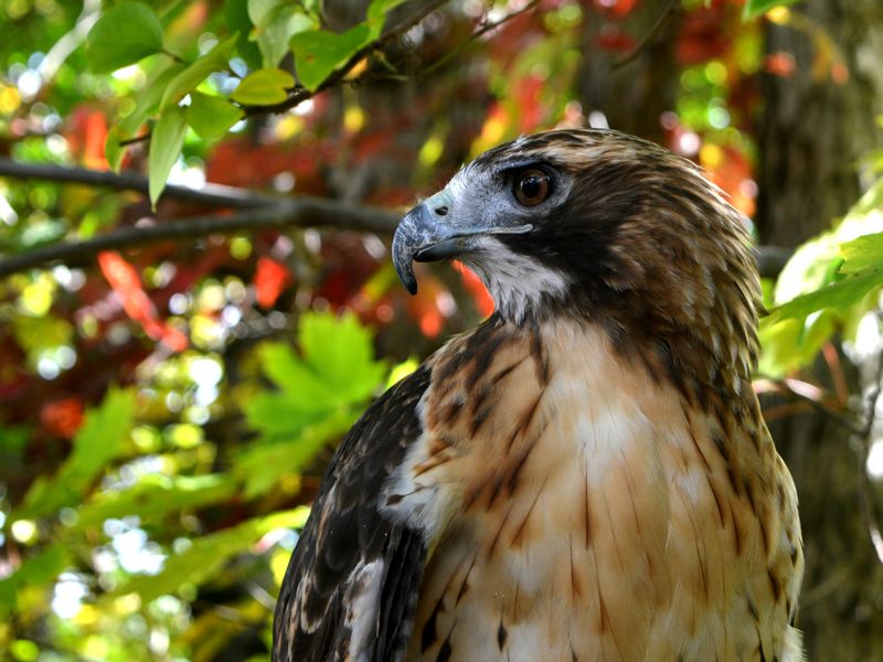 Hawk Eyes | Smithsonian Photo Contest | Smithsonian Magazine