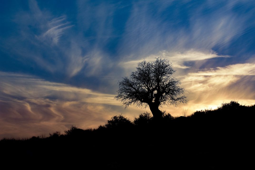 A single mountain tree | Smithsonian Photo Contest | Smithsonian Magazine