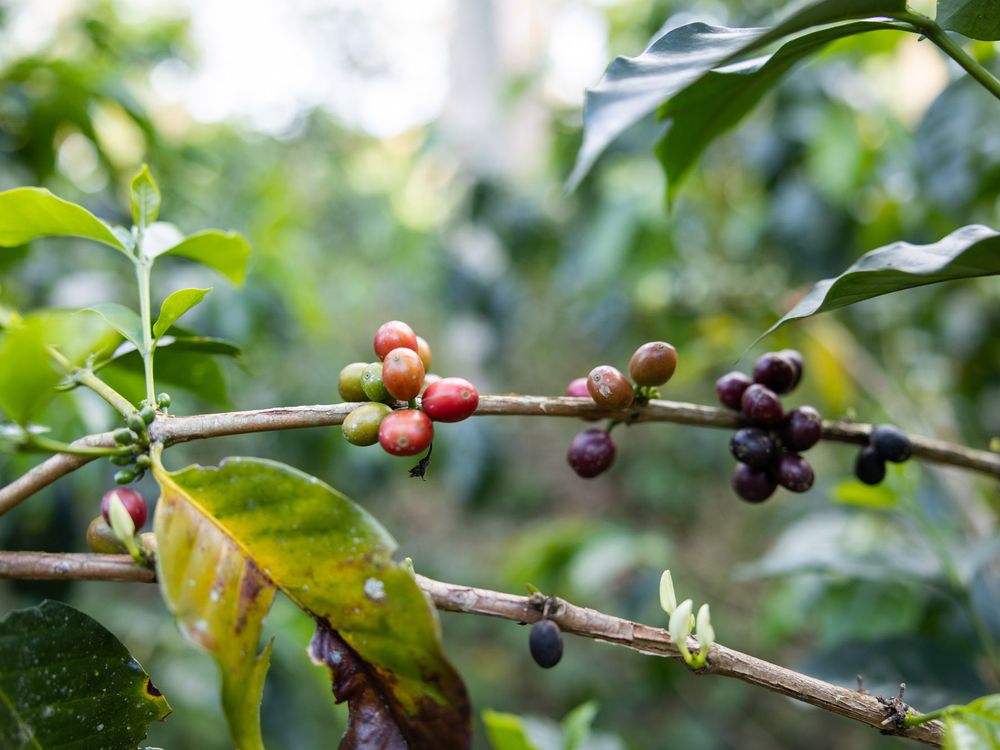 Drink Coffee, Eat Chocolate, Save Birds! | Smithsonian Voices ...