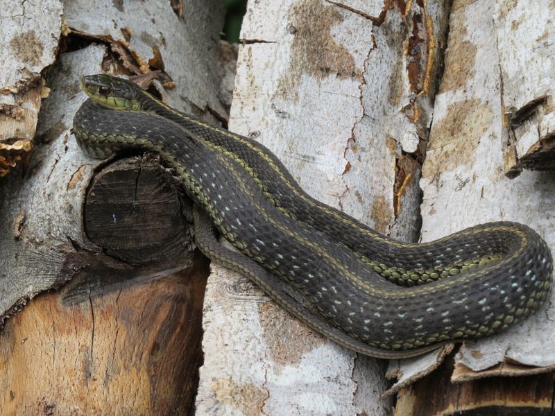 Garter snake | Smithsonian Photo Contest | Smithsonian Magazine