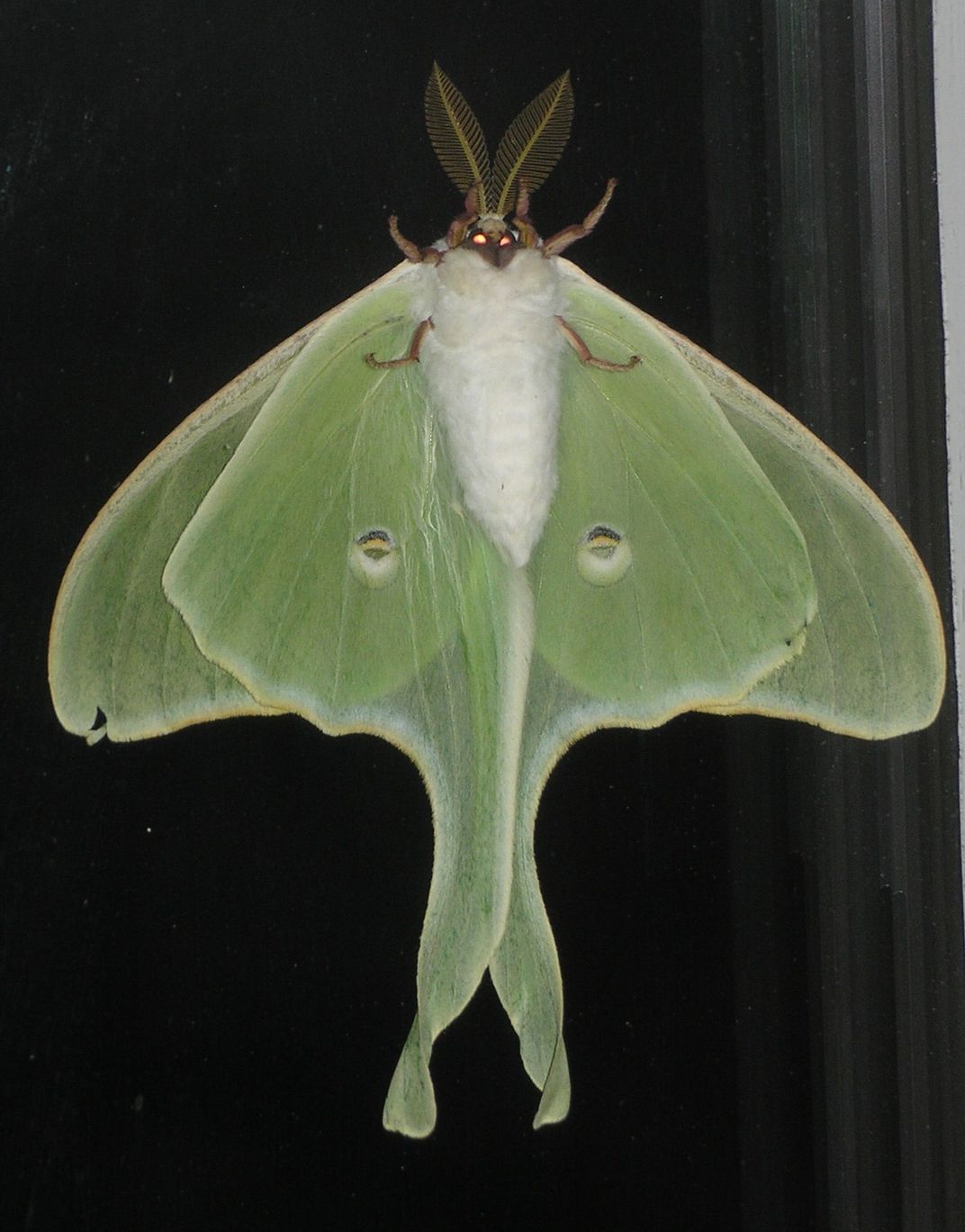 Large Green Luna Moth With Glowing Eyes Taken From The Opposite Side