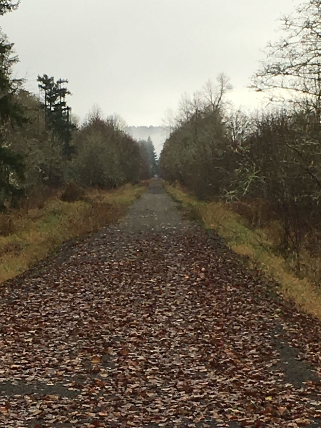 Great Northern Dryad | Smithsonian Photo Contest | Smithsonian Magazine