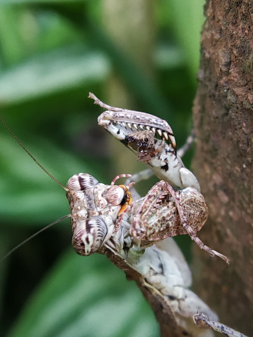 Praying mantis preying on a Small Spider for breakfast | Smithsonian ...