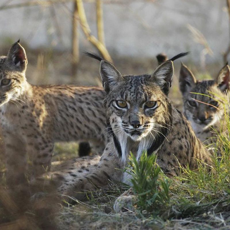 Iberian Lynx Food