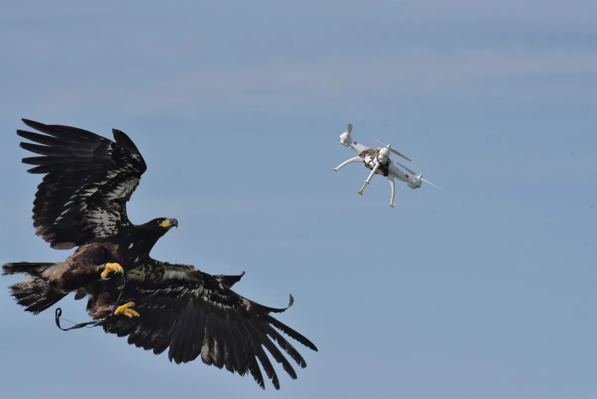 pigeons attacking drones