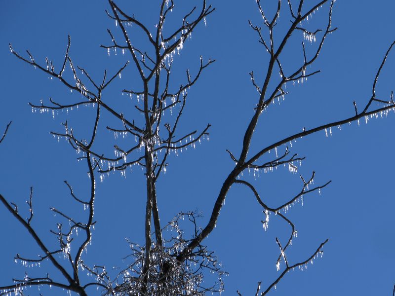 Frozen tree | Smithsonian Photo Contest | Smithsonian Magazine