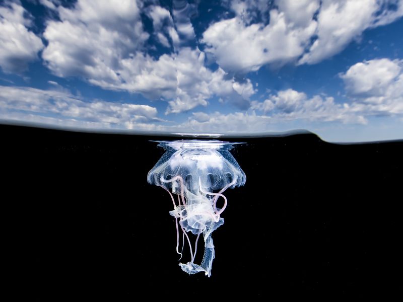 Jelly fish and clouds | Smithsonian Photo Contest | Smithsonian Magazine