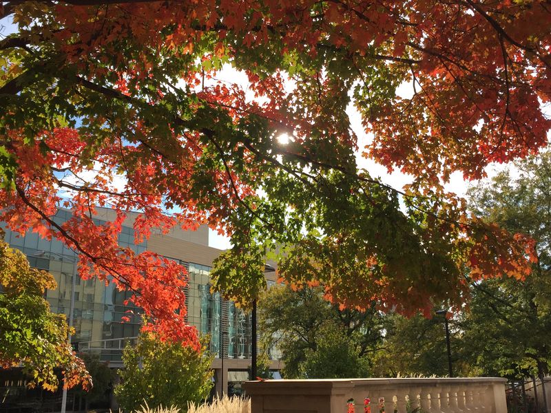 Fall colors in Madison, WI | Smithsonian Photo Contest | Smithsonian ...