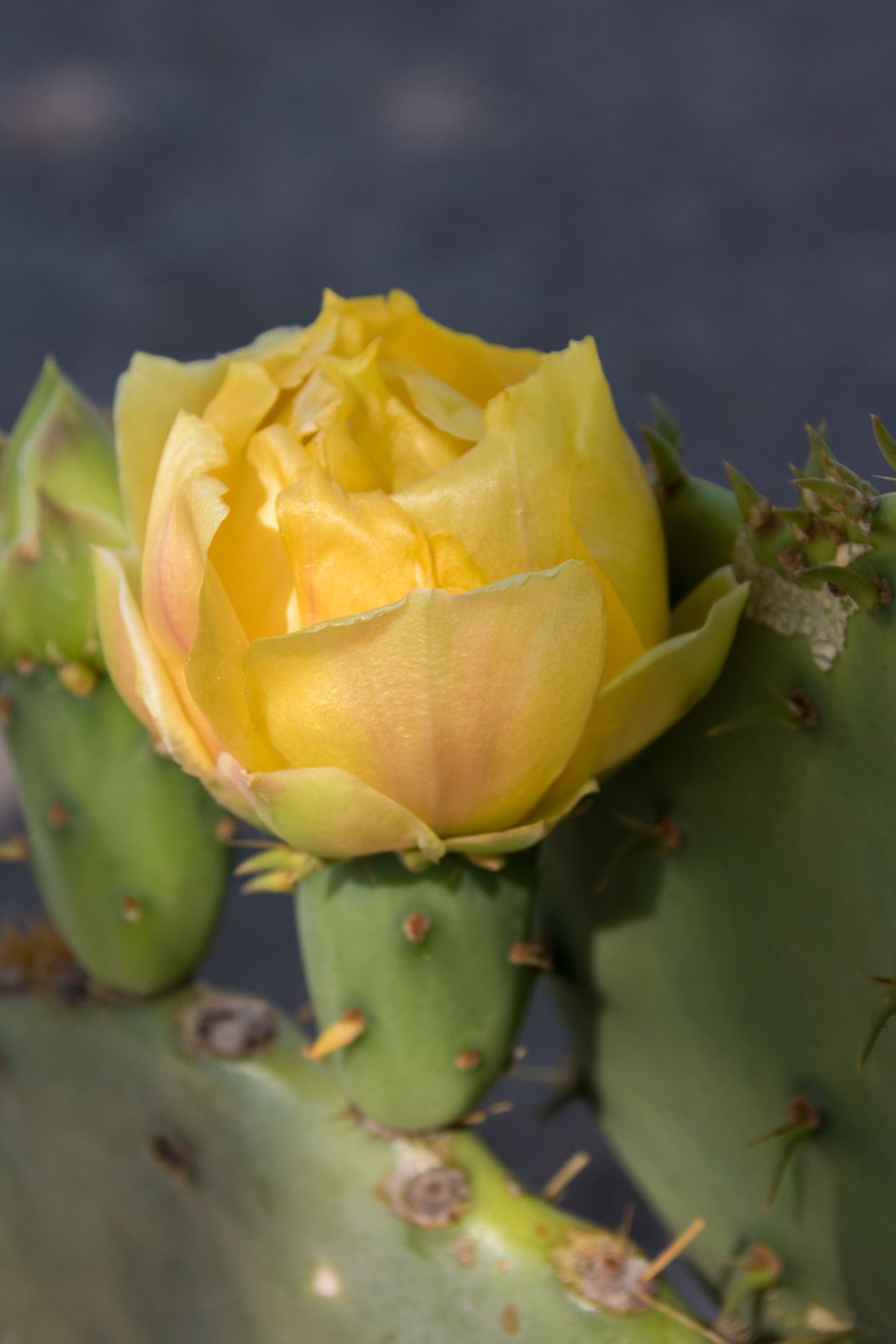 Cactus Flower | Smithsonian Photo Contest | Smithsonian Magazine