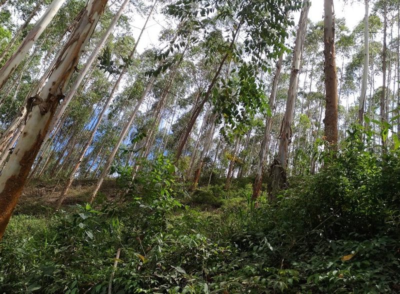 Eucalyptus forest. | Smithsonian Photo Contest | Smithsonian Magazine