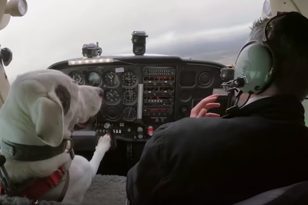 British TV Show Asks If Dogs Can Fly Airplanes and...Yes, They Can