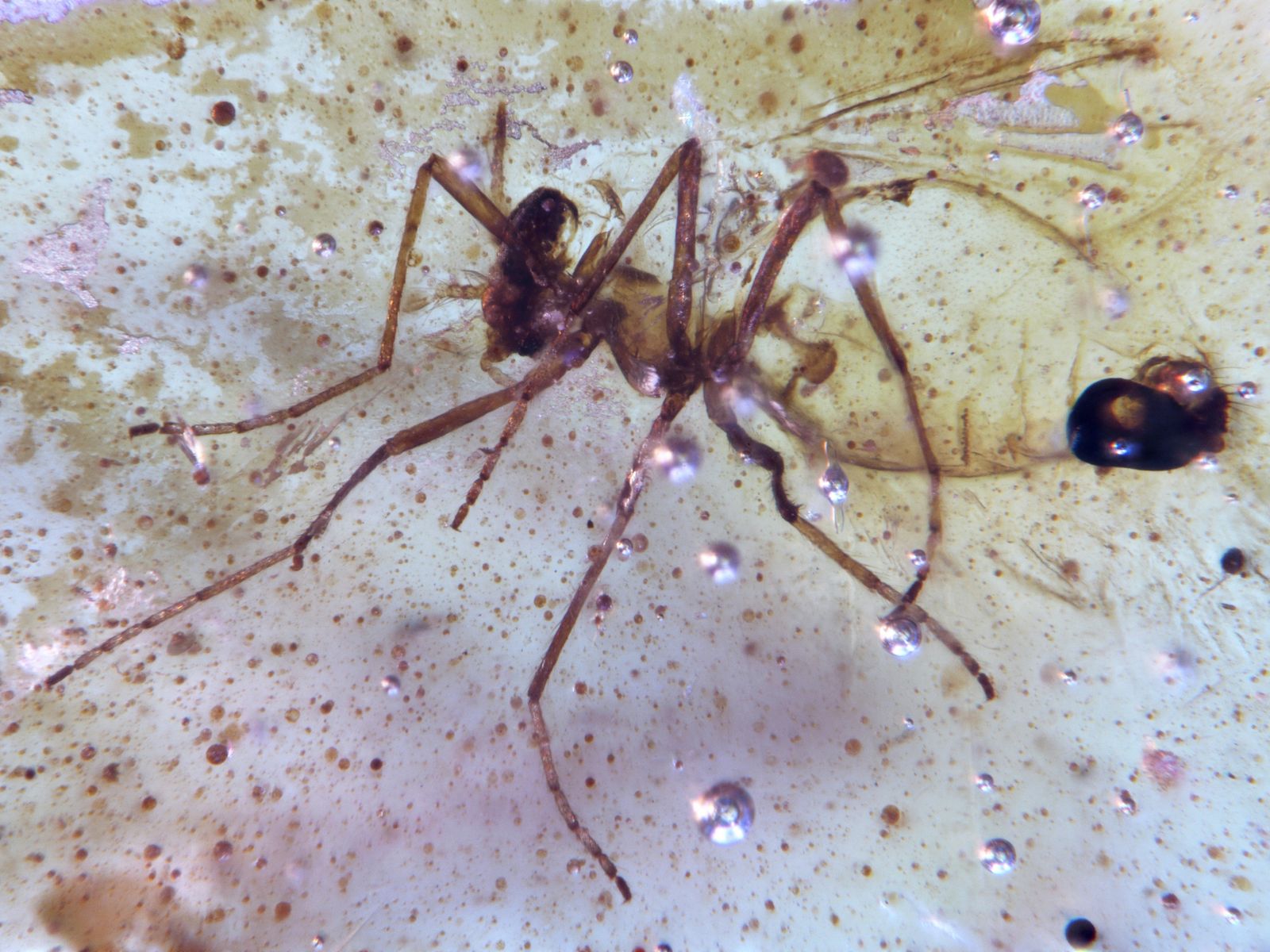 112-Million-Year-Old Amber Samples Preserve a Snapshot of an Ancient Forest