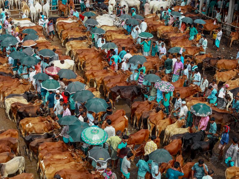 A Big cow Market | Smithsonian Photo Contest | Smithsonian Magazine