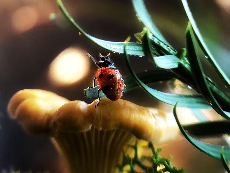 A ladybug on a mushroom | Smithsonian Photo Contest | Smithsonian Magazine