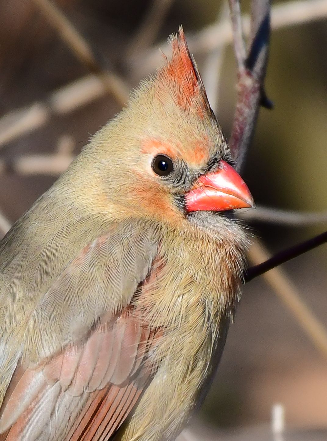 Portrait of a Female Northern Cardinal | Smithsonian Photo Contest ...