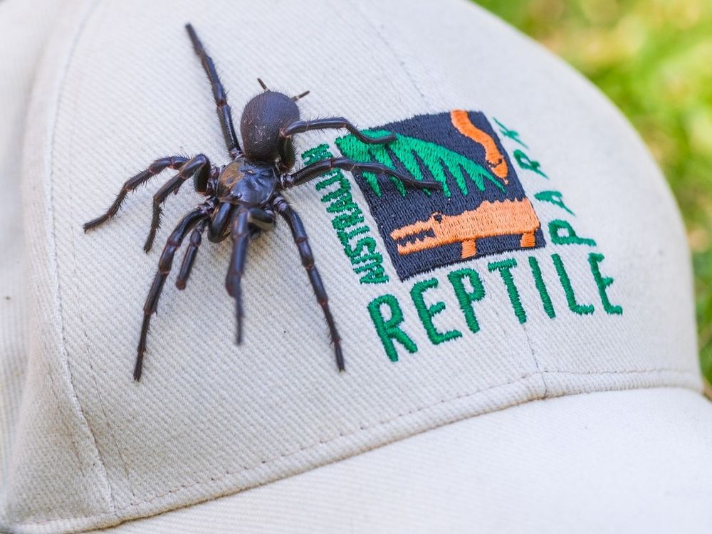 Meet 'Hercules,' the Largest Male Funnel-Web Spider Ever Found