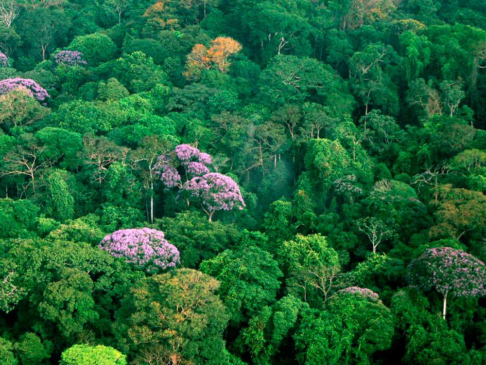 Humans Make Up Just 1/10,000 of Earth's Biomass