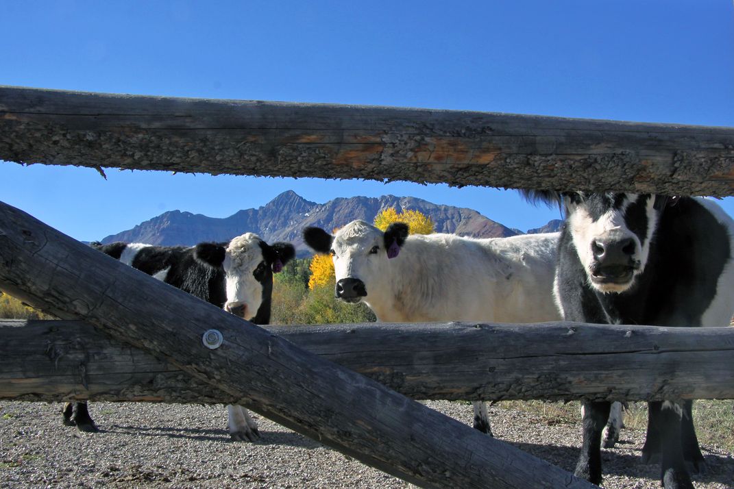 Cows in the fall, CO | Smithsonian Photo Contest | Smithsonian Magazine