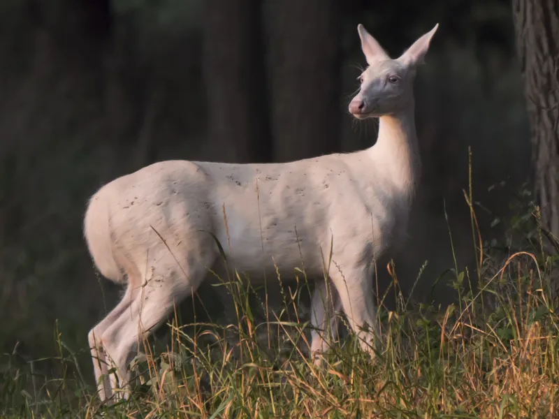 Albino Whitetail Deer | Smithsonian Photo Contest | Smithsonian Magazine