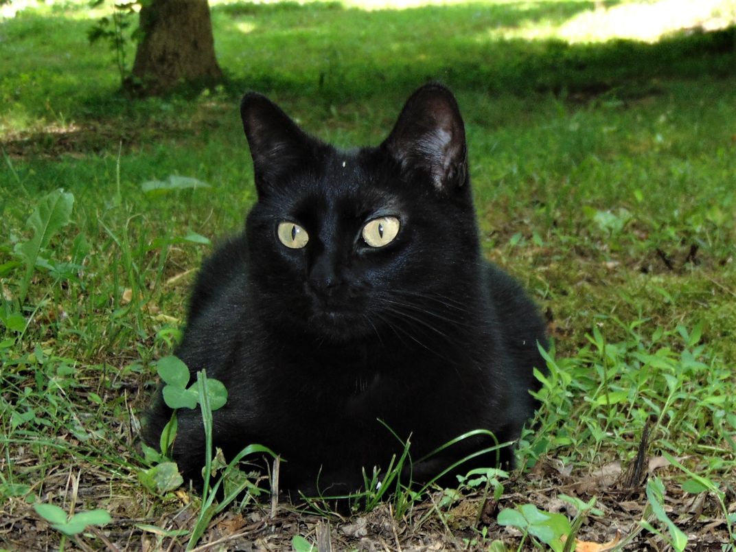 The Beautiful Luna Cat Accented By Nature | Smithsonian Photo Contest ...