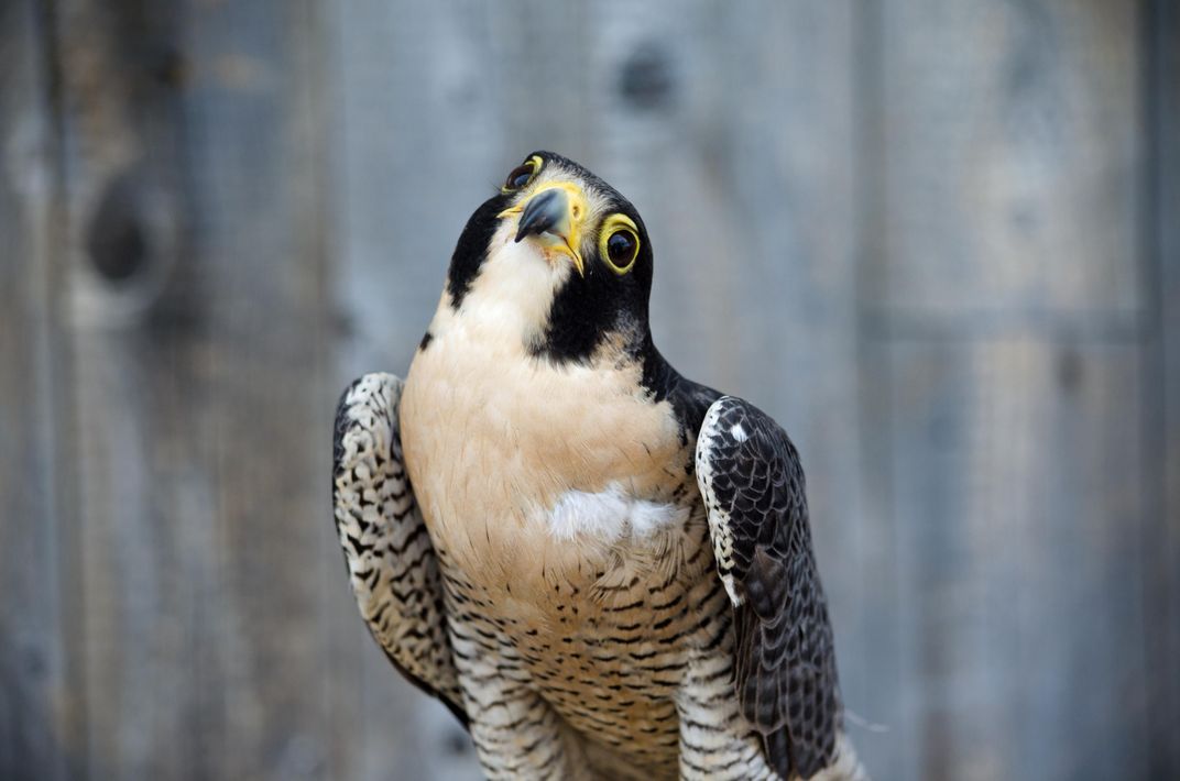 Peregrine Falcon at Liberty Wildlife in Phoenix, Arizona | Smithsonian ...