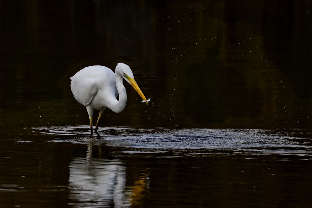 Frozen prey trail | Smithsonian Photo Contest | Smithsonian Magazine