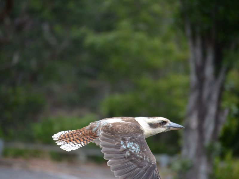 A kookaburra in full flight | Smithsonian Photo Contest | Smithsonian ...
