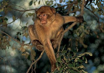 african tree monkey