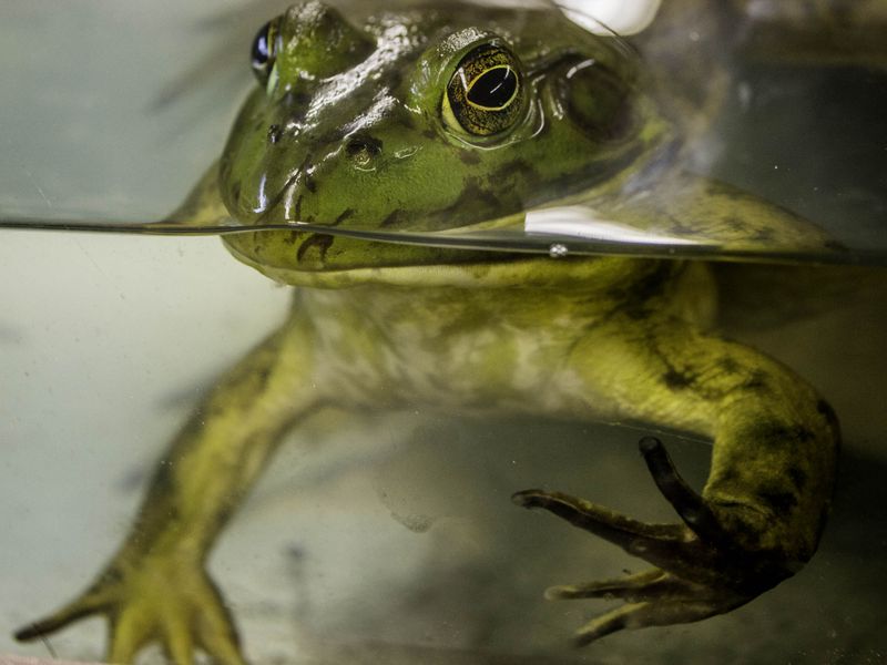 Frog in a tank | Smithsonian Photo Contest | Smithsonian Magazine