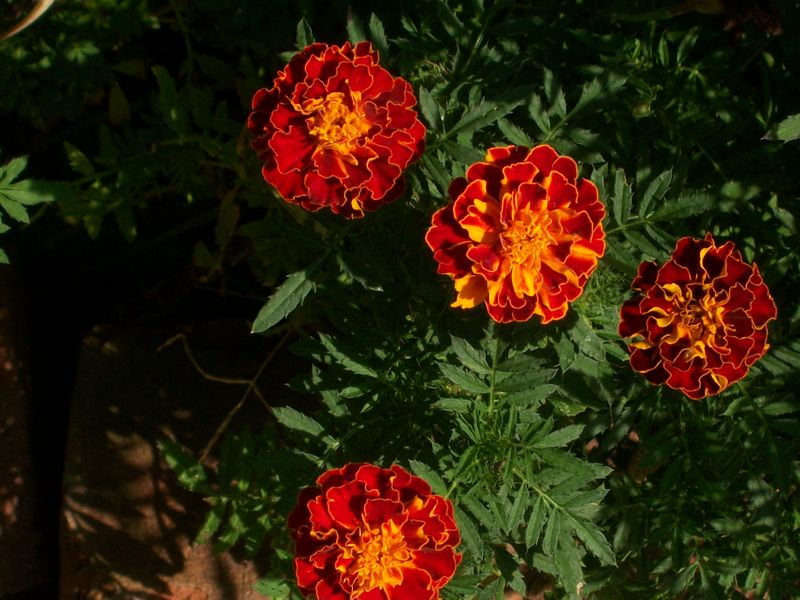 French Dwarf Marigolds | Smithsonian Photo Contest | Smithsonian Magazine