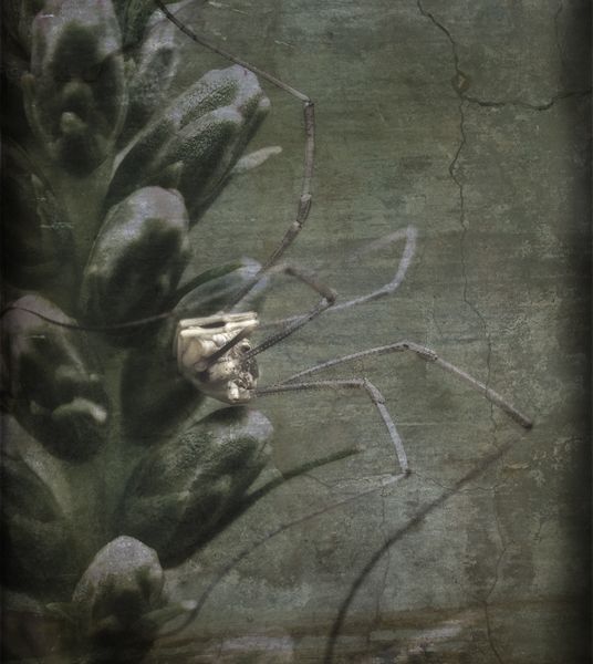 Creepy crawler | Smithsonian Photo Contest | Smithsonian Magazine