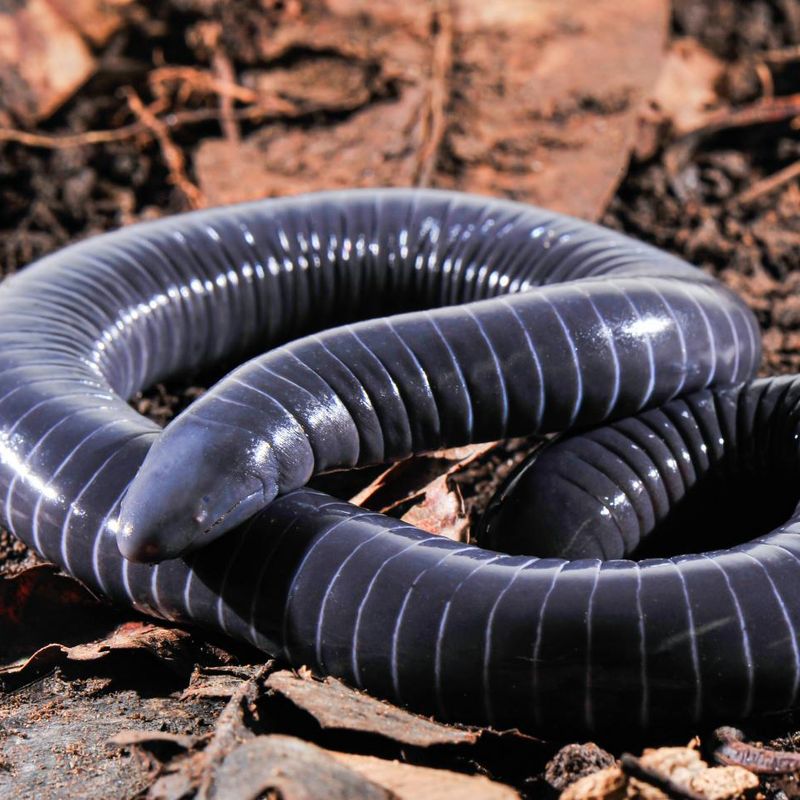 Gila Monster Bite Effects