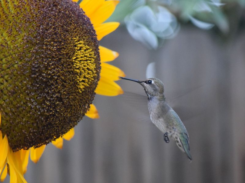 A hummingbird drinking from my sunflower garden. | Smithsonian Photo ...
