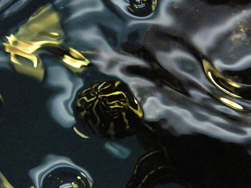 Turtle Bubbles | Smithsonian Photo Contest | Smithsonian Magazine